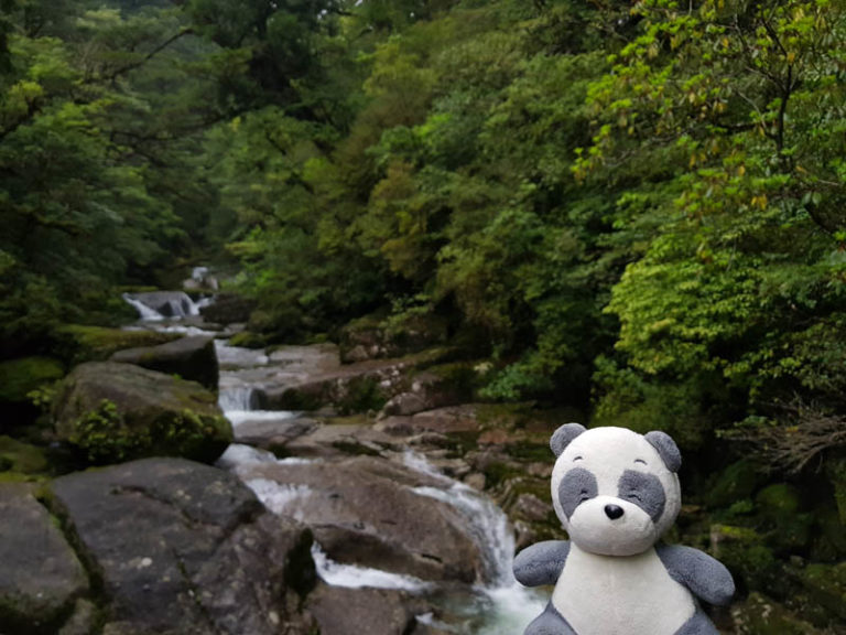 10+ Photos which will make you fall in Love with Yakushima (just like I ...